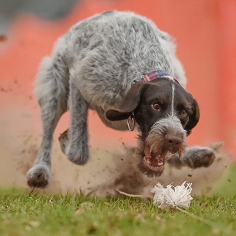 Fast CATs - Running Dog Coursing